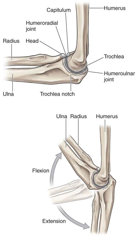 Elbow Musculoskeletal Key