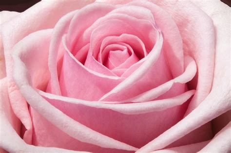 70 000 Kostenlose Rosa Und Natur Bilder Pixabay
