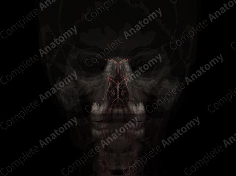Arteries Of Nasal Cavity Complete Anatomy