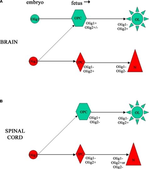Schematic Representation Of Possible Lineage Relationships Between