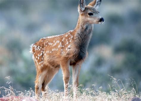 Sex Drugs And Economics How Many Elk Are Too Many Elk