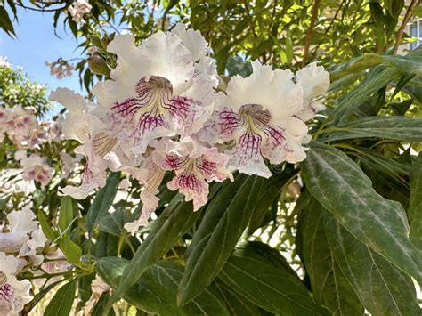 Chitalpa Lat Chitalpa Tashkentensis Is An Intergeneric Hybrid