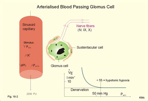 New Human Physiology Ch 16