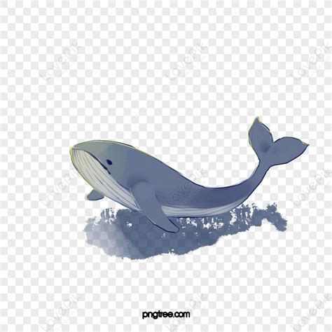 손으로 그린 스타일 해양 생물 고래 일러스트바다생물수채화 Png 일러스트 무료 다운로드 Lovepik