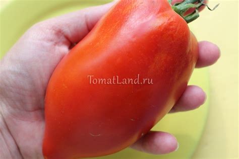 Томат Испанский Лефебра: ОТЗЫВЫ, фото, урожайность, описание и ...
