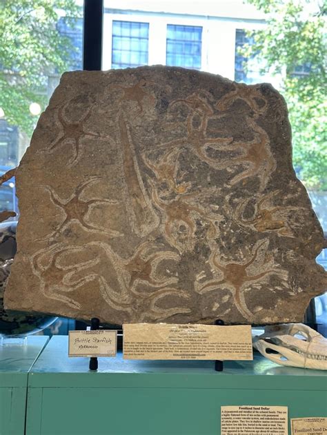 Authentic R Fossilid