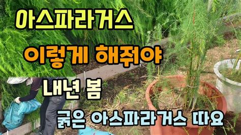 아스파라거스 틀밭raised Bed 이렇게 해줘야 매년봄 굵은 아스파라거스 수확합니다 아스파라거스 종근 옮겨심기 웃거름주기 Youtube