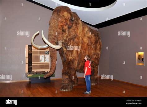 Boy Mammoth Mammuthus Natural History Museum Of Basel Basel
