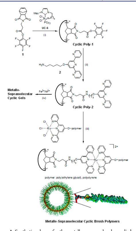 Figure 1 From Metallo Supramolecular Cyclic Polymers Semantic Scholar