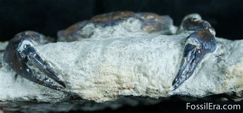 Fossil Crab Pulalius Washington State 7319 For Sale