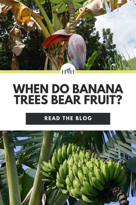 How Do Banana Trees Grow Artofit