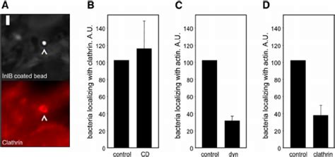 Role Of Clathrin In Actin Polymerization Around Entering Bacteria