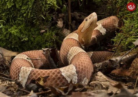 این ۱۱ حیوان می‌توانند تغییر جنسیت دهند