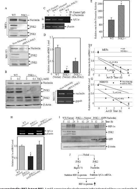Figure 5 From The Requirement Of C Jun N Terminal Kinase 2 In