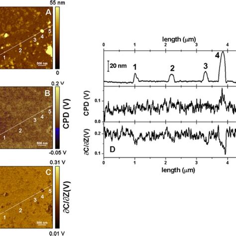 Left Column A Topographical Map B Cpd Map And C ∂c∂z Map