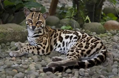 Margay Kedi Irkı Özellikleri Karakteri Bakımı ve Beslenmesi