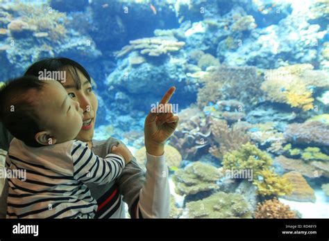 Asian Young Mother And Her Son Watching Colorful Tropical Fish Stock