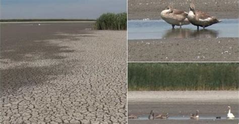 Un lac din România cândva paradisul păsărilor a secat complet din cauza caniculei și nepăsării