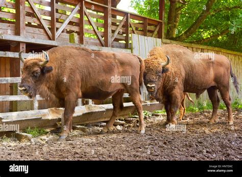 Bison Breeding Farm In Wolisko Village Masuria Poland Europe Stock