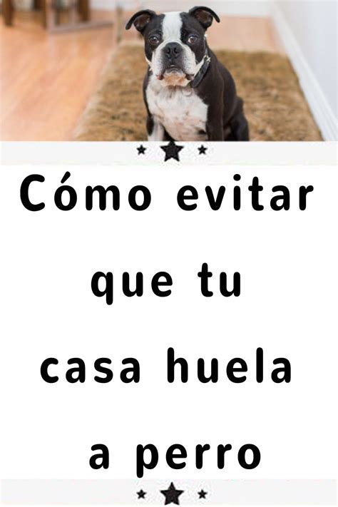Cómo Evitar Que Tu Casa Huela A Perro