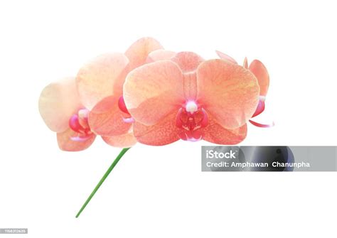꽃가루 달콤한 다채로운 오렌지 Phalaenopsis 난초 패턴 그룹 흰색 배경과 클리핑 경로에 고립 된 꽃피는 0명에 대한