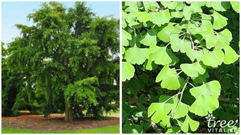 Different Types Of Ginkgo Trees Their Identifying Features