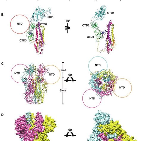 Overall Structure Of The Sars Cov S Glycoprotein A A Schematic Download Scientific Diagram
