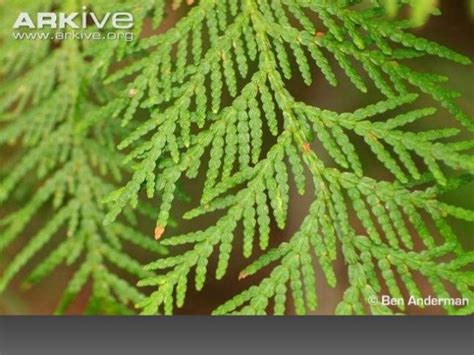 Spore And Cone Bearing Plants Vegetative Propagation