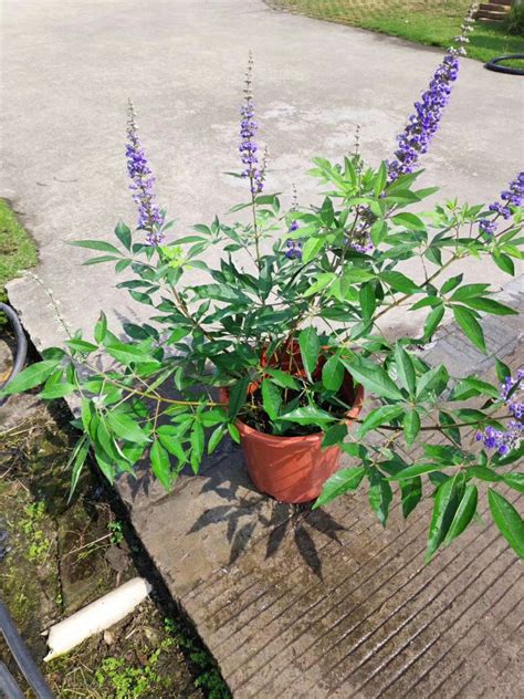 穗花牡荆盆栽穗花牡荆第10页大山谷图库