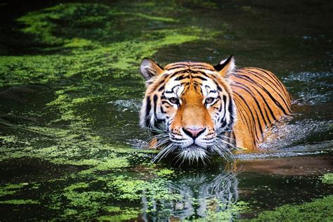 Sundarbans National Park Map