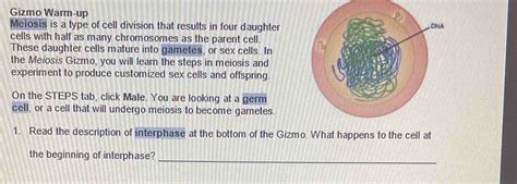 Gizmo Warm Up Meiosis Is A Type Of Cell Division That Results In Four Daughter Cells Wit Biology
