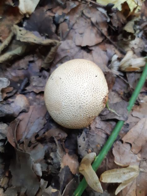 Photo Common Earthball Scleroderma Citrinum