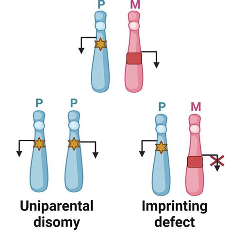Exemplary Schematic Of Four Molecular Subtypes In Genetic Imprinting