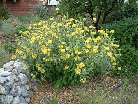 Phlomis Fruticosa