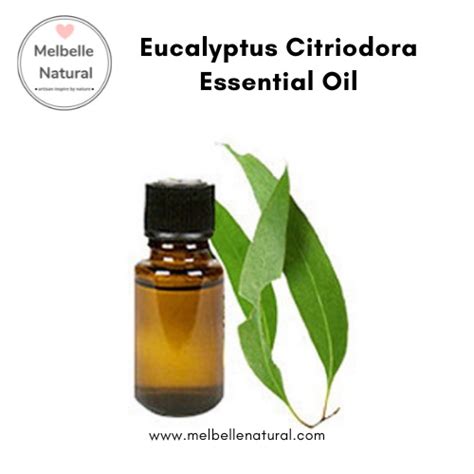 Eucalyptus Citriodora Essential Oil Shopee Malaysia