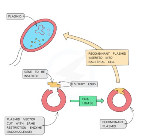 Genetically Modified Microorganisms Flashcards Quizlet