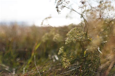 옐로우 필드입니다 일몰 풍경입니다 마른 잔디 필드입니다 가 풍경입니다 필드의 꽃입니다 배경으로 마른 잔디 0명에 대한 스톡 사진 및 기타 이미지 Istock