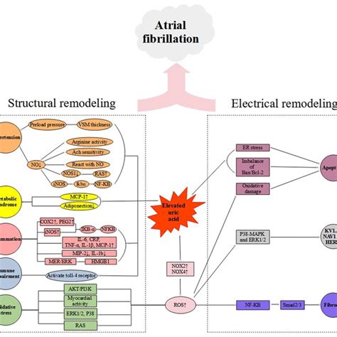 Schematic Diagram Of Putative Mechanisms Of Hyperuricemia Mediated