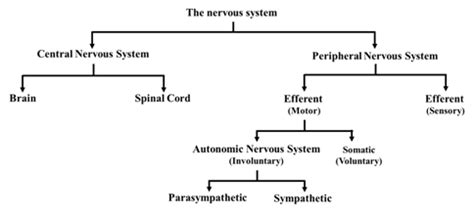 THE NERVOUS SYSTEM