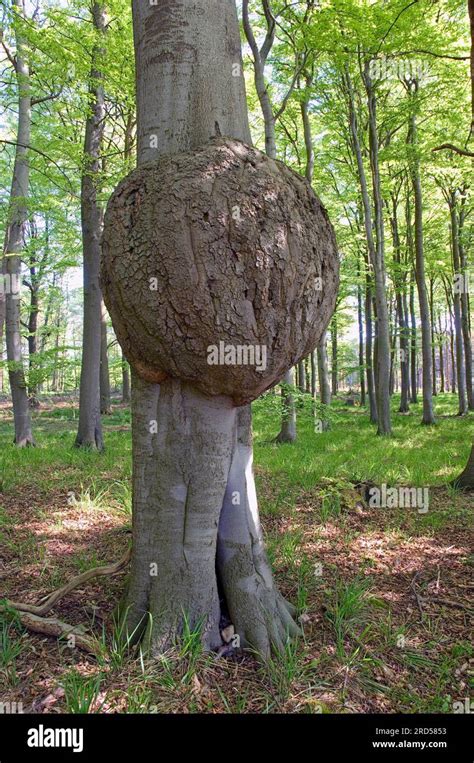 Tree Canker On Copper Beech Fagus Sylvatica Lauenburg Lakes Nature Park Schleswig Holstein