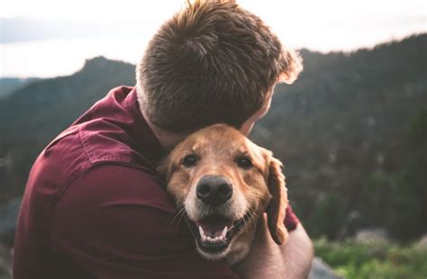 Warum Hund Mit Seinem Schwanz Wedelt Und Was Es Bedeutet Uberalles