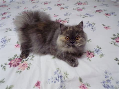 Persian Doll Queens Snuggle Kittys Exotic Shorthair And Persian Cattery
