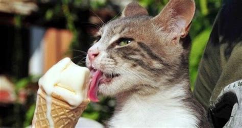 Kediler Dondurma Yer Mi Kedi Hayvanları Blog