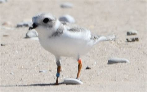 Piping Plover Nesting Season Is Here Beaver Island Association