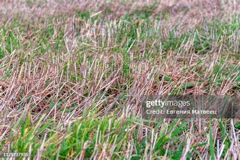 Blue Avena Grass Photos And Premium High Res Pictures Getty Images