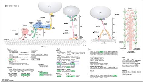 Transcriptome Analysis Of Potential Regulatory Genes Under Chemical