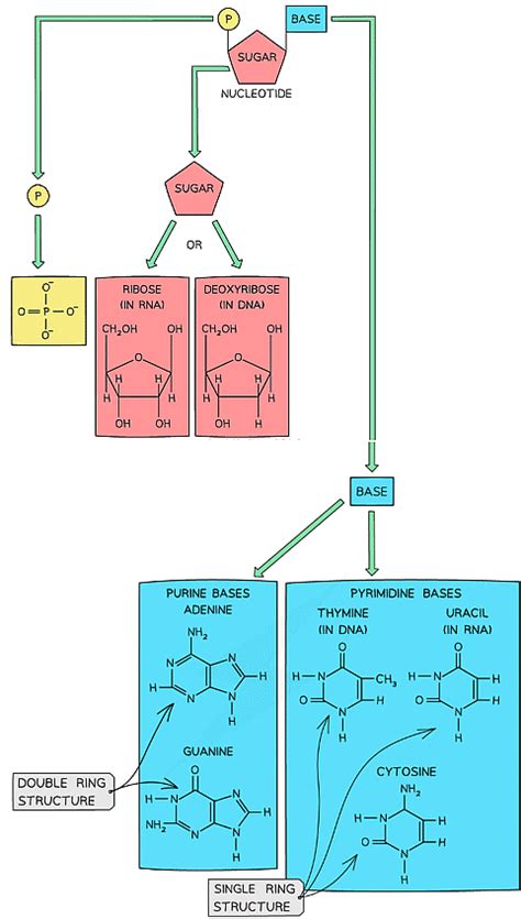 Nucleic Acids Structure And Dna Replication Biology For Grade 12