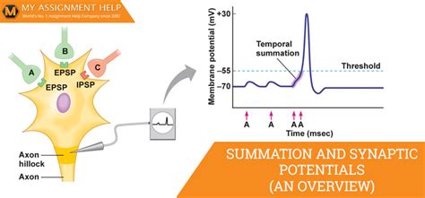 Spatial Summation Muscle