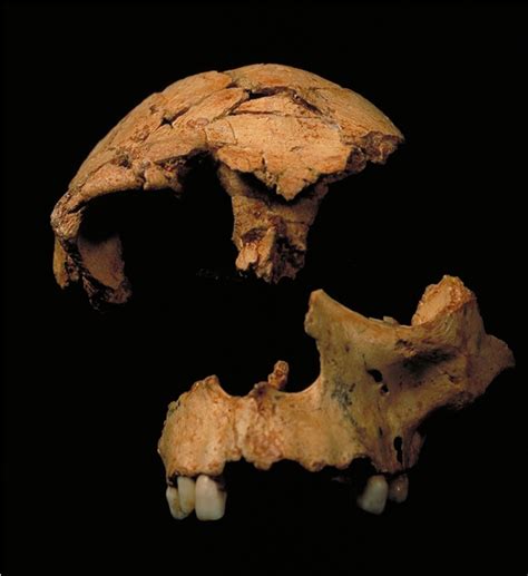 Remains Confirmed As The Oldest Known Species Of Human Fossil Found In