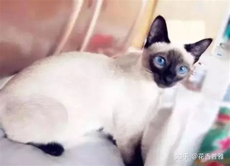 天变冷后暹罗猫就会变黑真相竟是 知乎